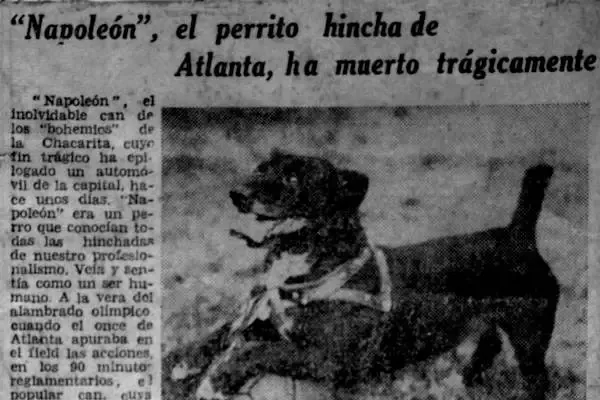 Napoleón, el legendario perro que le salvó la vida a Atlanta