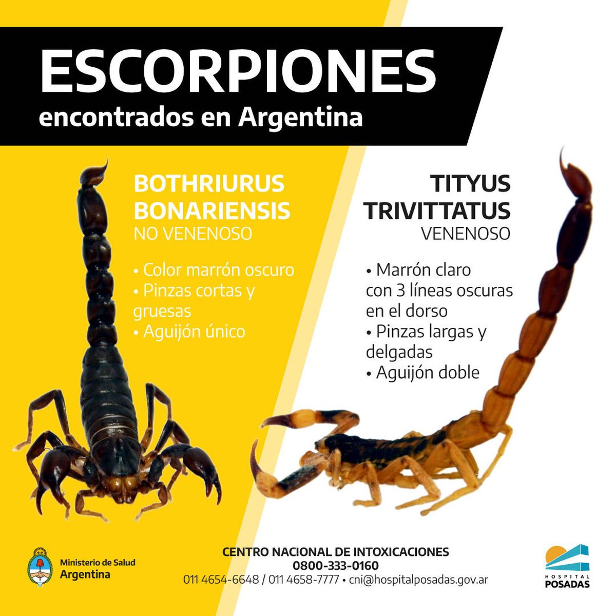 Alacranes en una escuela porteña: Qué hacer ante picadura