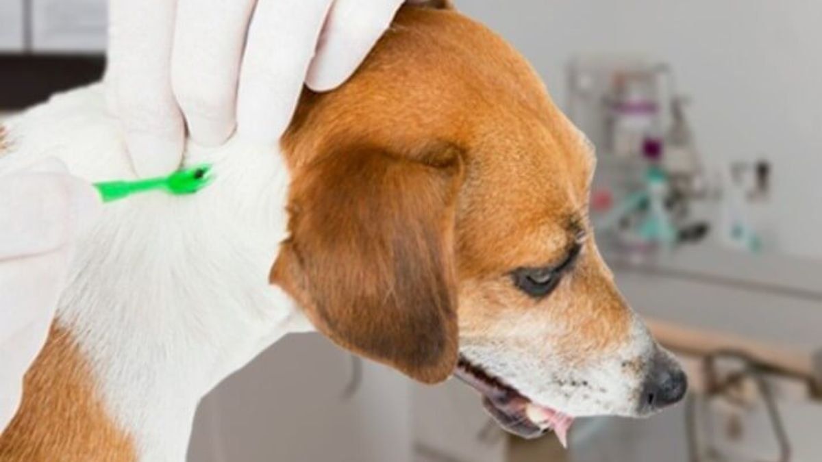 Ehrlichiosis: Cómo identificar la enfermedad de las mascotas