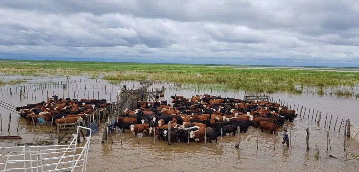 Río Paraná: Murió arrastrado por la corriente al intentar salvar vacas