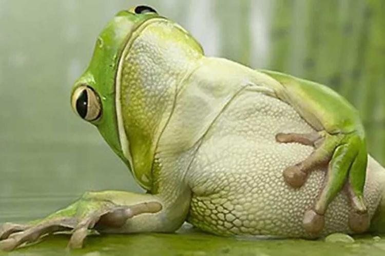 Resolviendo lo doméstico o el arte de tragarse sapos