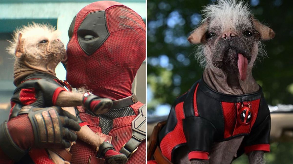 De feo a Deadpool y Wolverine: Conocé la historia del perro que hace de ...