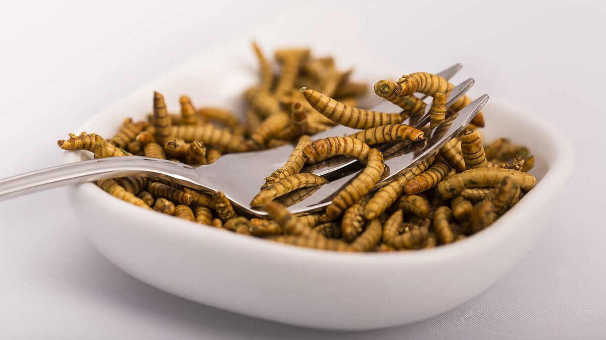 Científicos proponen reemplazar la carne con insectos