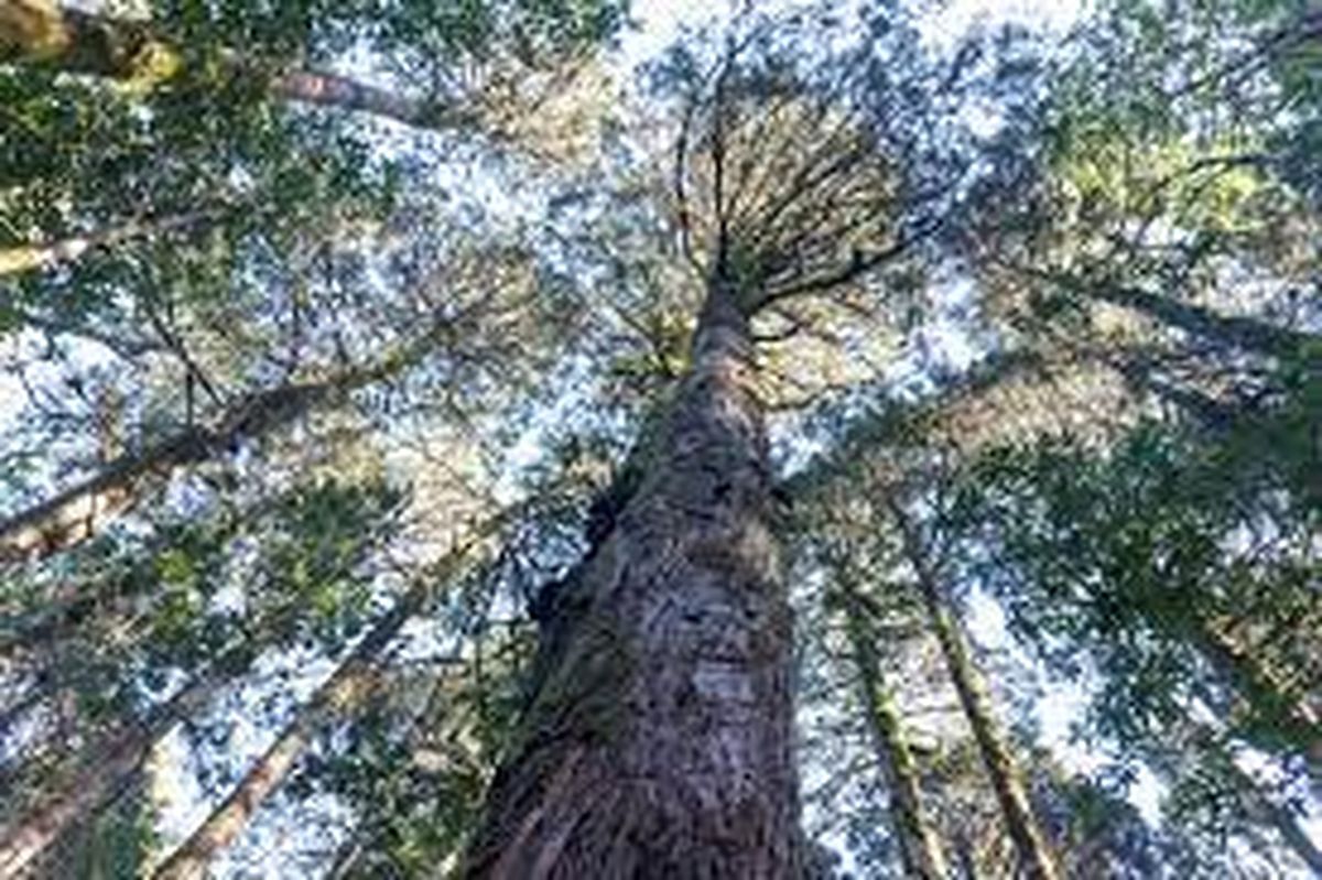 Día del Árbol, una efeméride verde