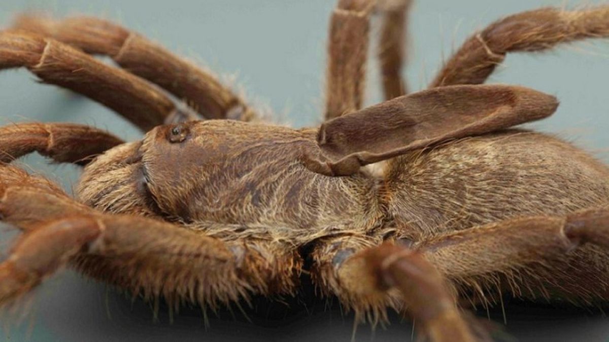 Grande, peluda y con cuerno: Descubrieron una nueva tarántula unicornio