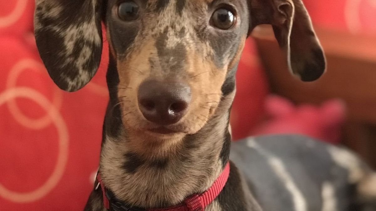 Perros genio: Cómo saber si tu can es superdotado