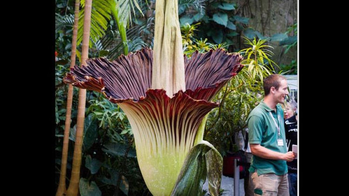 Se abrió la flor más grande (y con peor olor)