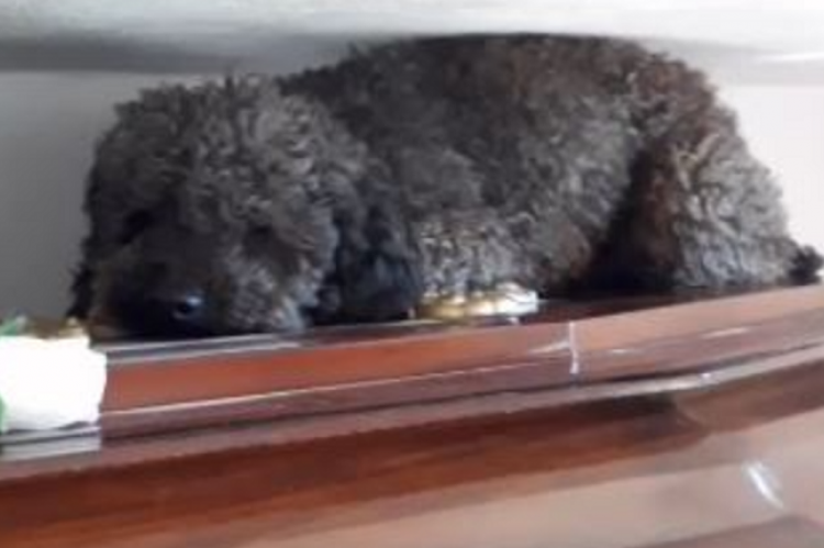 Benito: La historia del perro que se volvió viral e hizo llorar a todos ...