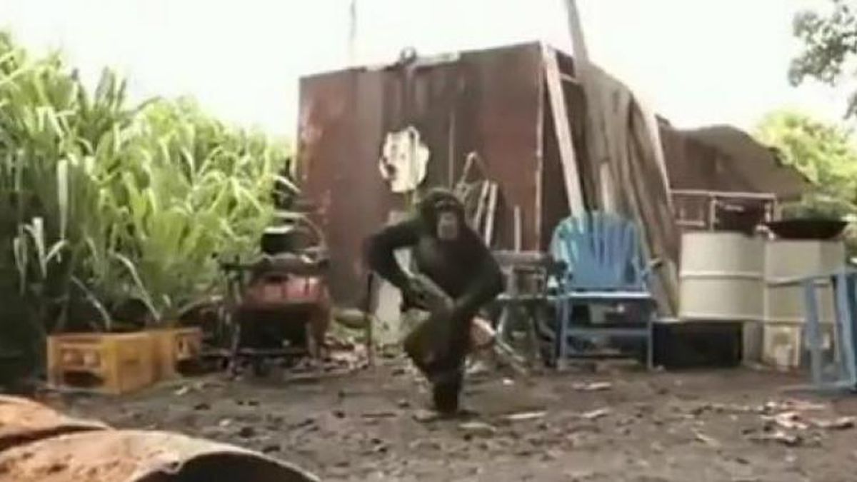 ¿Mas peligroso que mono con navaja? Mono con ametralladora