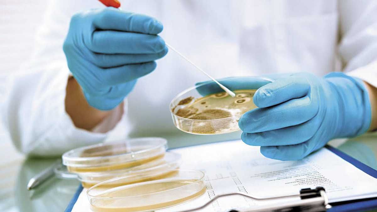 Candida auris: brotes del hongo resistente a medicamentos