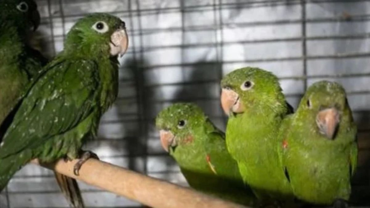 Mala decisión: Rescató un loro y terminó con la familia internada