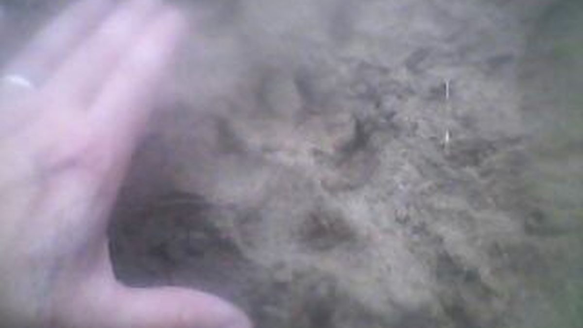 Puma suelto causa pánico en la Costa Atlántica