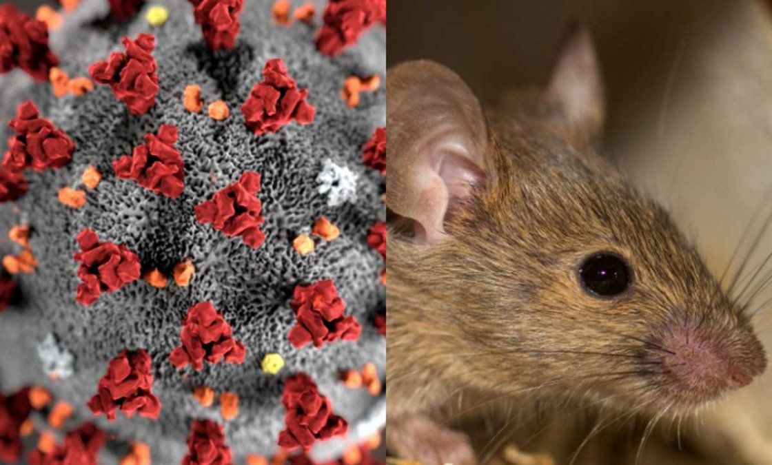 Ómicron: ¿Del humano al ratón y del ratón al humano?