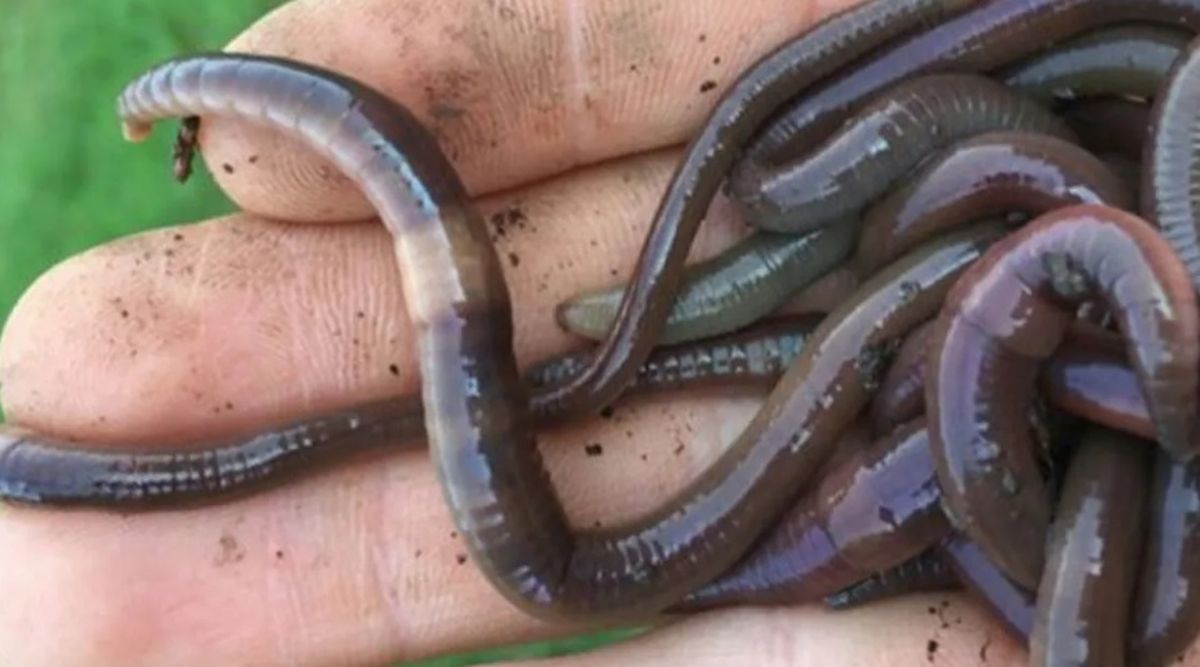 Alerta por el gusano que devora la tierra y se clona