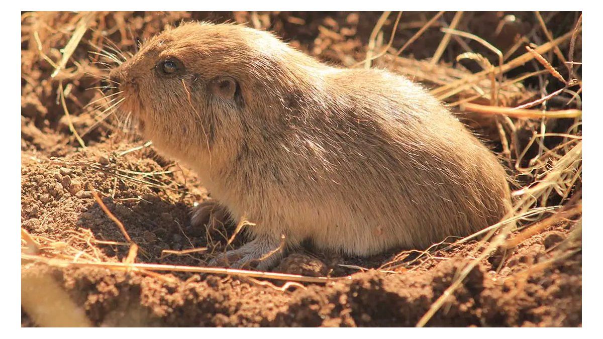 Tuco-Tuco - Detalle Agrupador