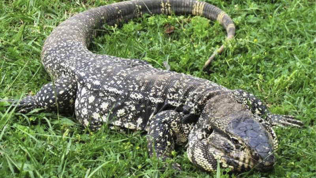 Córdoba: Salió al patio y se chocó con un visitante insólito
