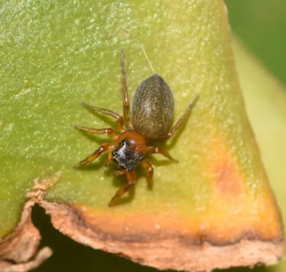 La araña que no es Julián Alvarez: La Scaloneta, nueva especie