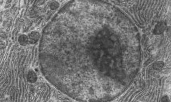 Científicos desarrollan células zombies