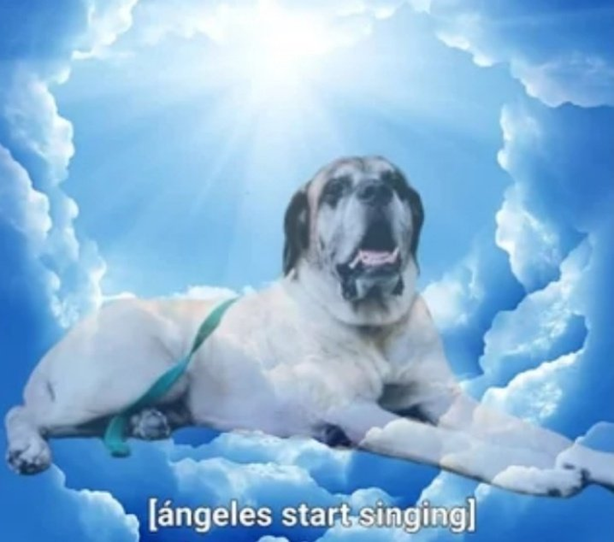 Javier Milei dijo en CNN que cada mañana juega con su perro Conan