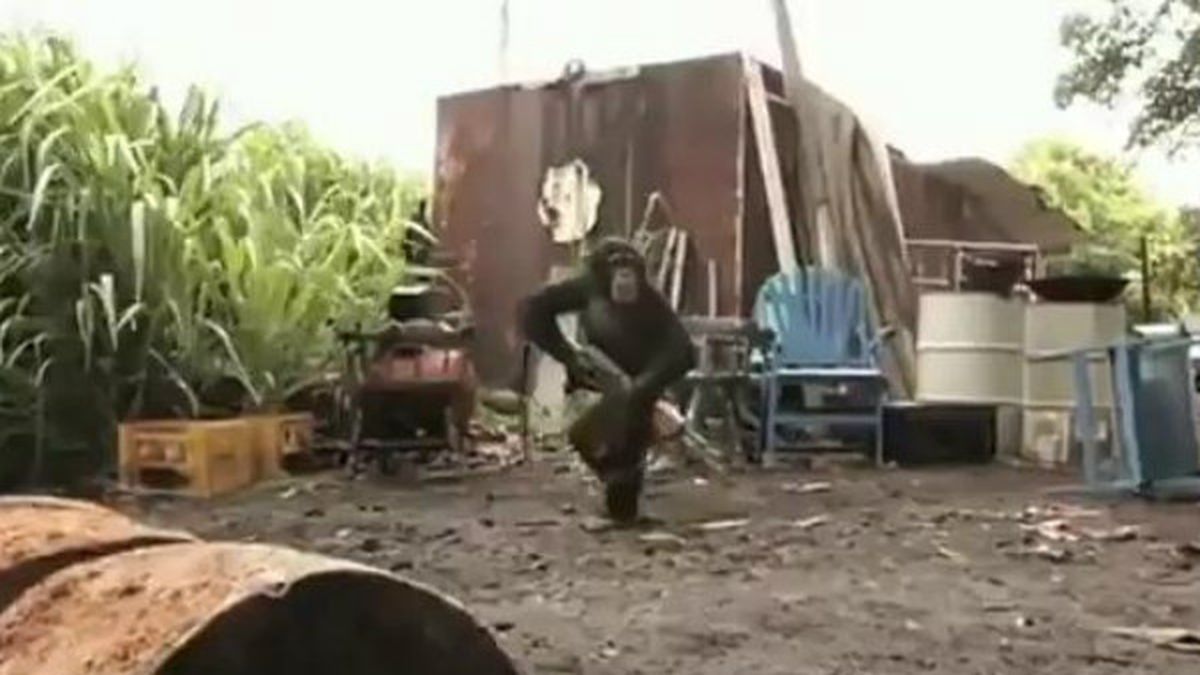 ¿Mas peligroso que mono con navaja? Mono con ametralladora