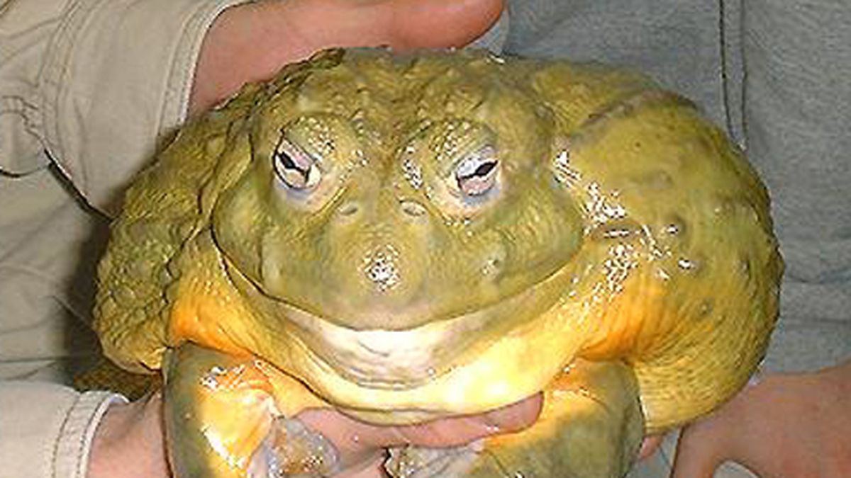 Terror en Mendoza por una invasión de ranas toro