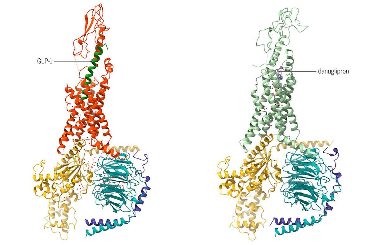 Orforglipron, primo de Ozempic: Diabetes tipo 2, moléculas pequeñas y ...