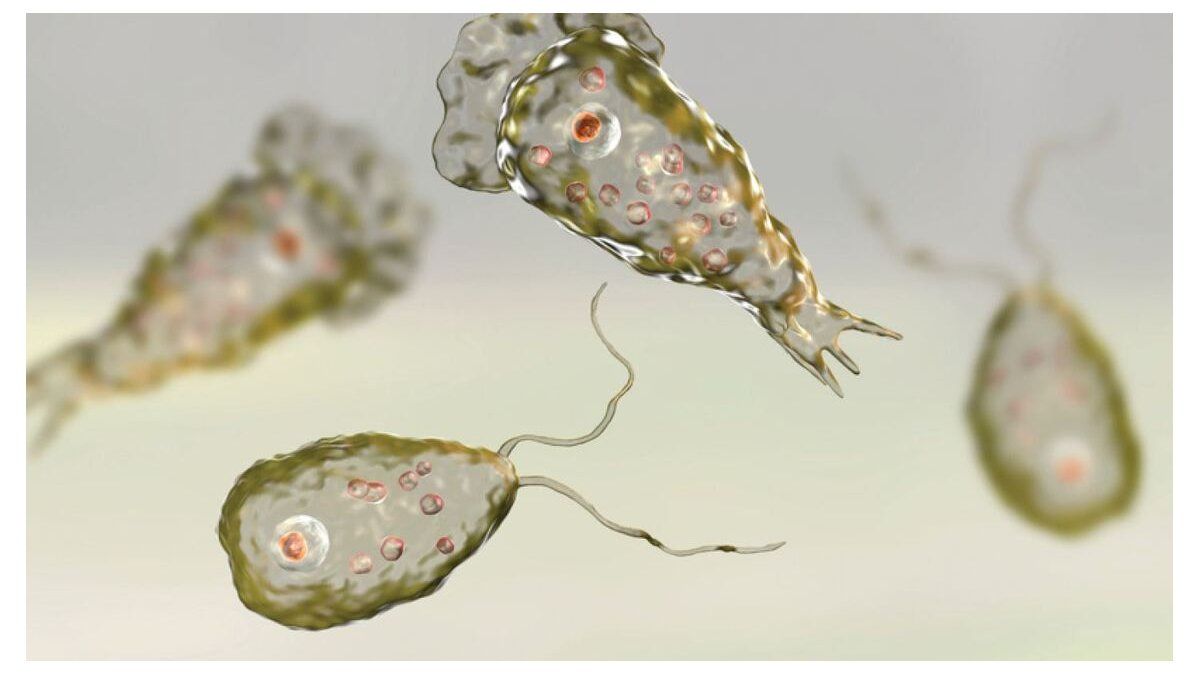 Otra muerte por ameba come cerebros: ¿Cómo entra al cuerpo?