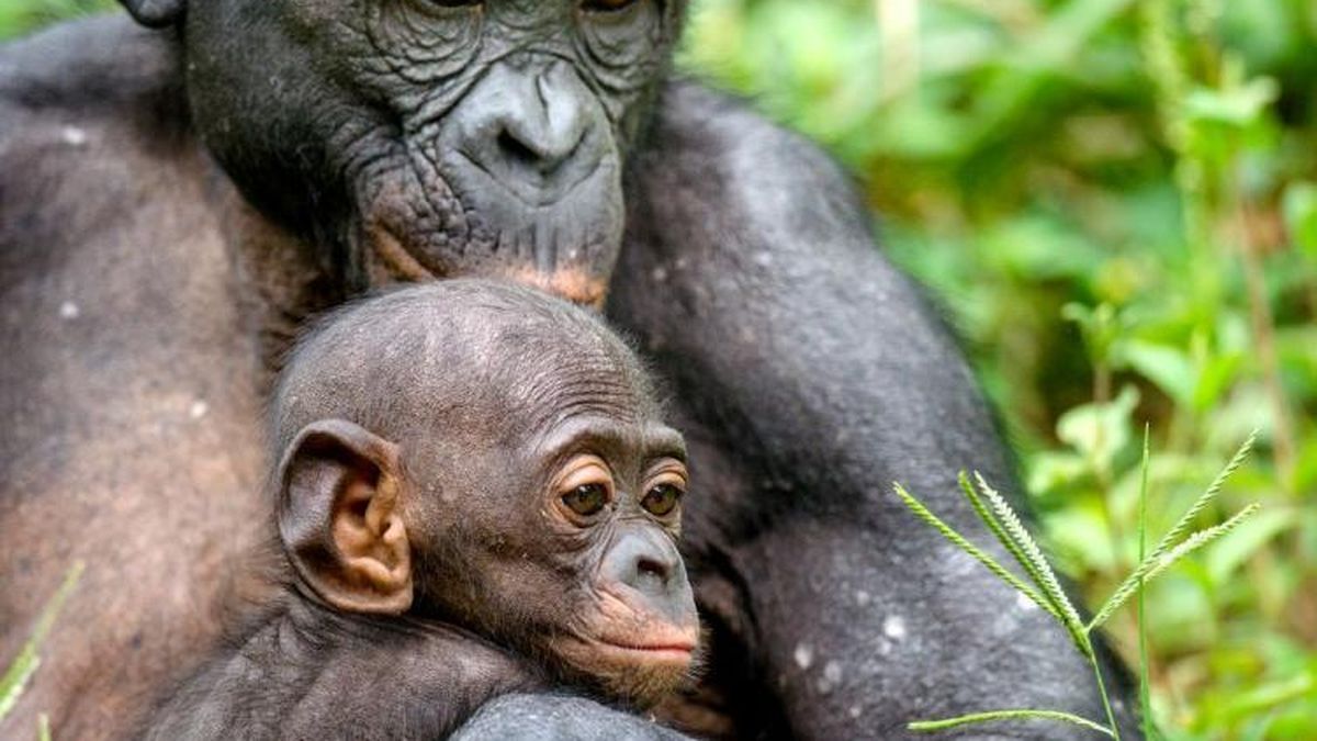 Los grandes simios perderán el 90% de su hábitat antes del 2050