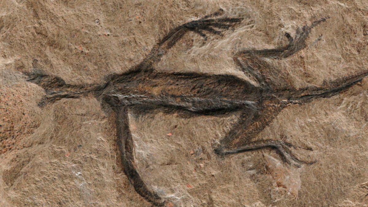 Ciencia: Una explosión volcánica conservó fósiles nunca vistos de 500 ...