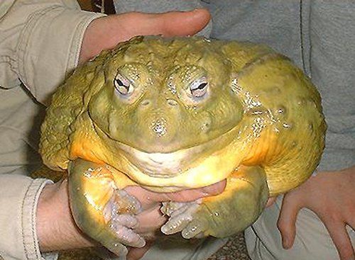 Terror en Mendoza por una invasión de ranas toro