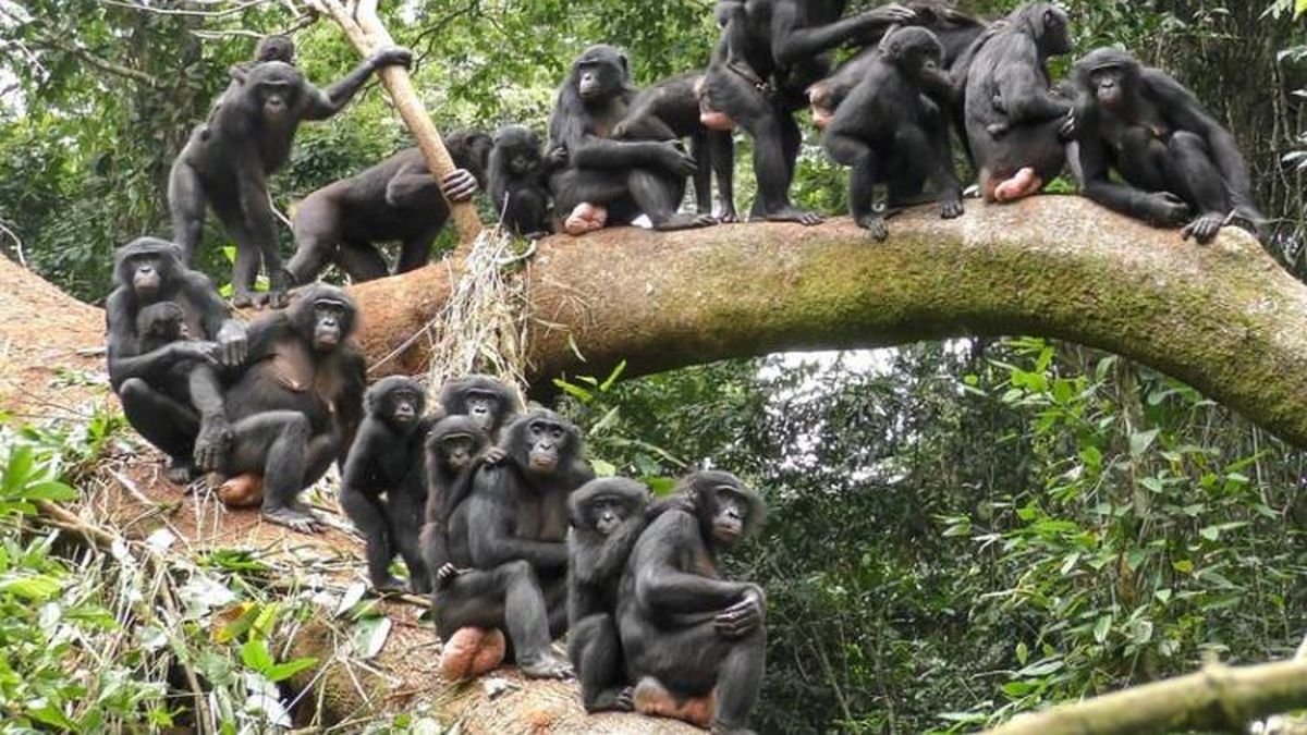 Los trucos sucios de las madres bonobo para conseguir nietos