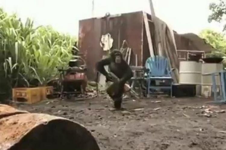 ¿Mas peligroso que mono con navaja? Mono con ametralladora