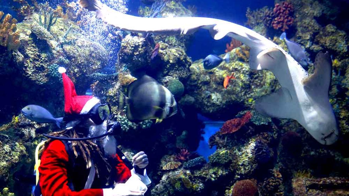 ¿Papá Noel o Aquaman? Navidad en el fondo del Mediterráneo