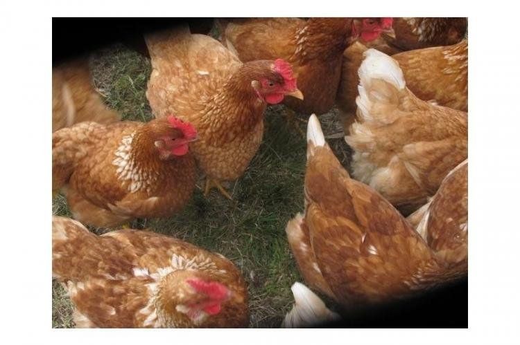 Primera granja de pollos orgánicos certificados en Argentina