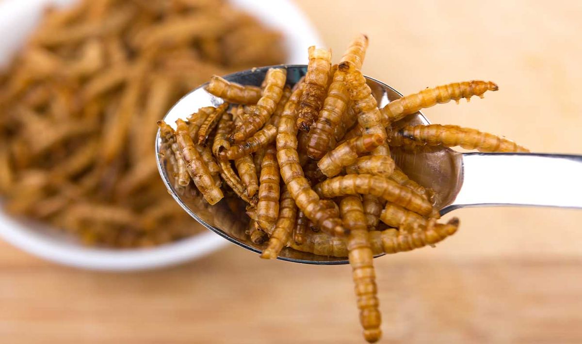 Ni asado, ni polenta: Insectos en tiempos de inflación