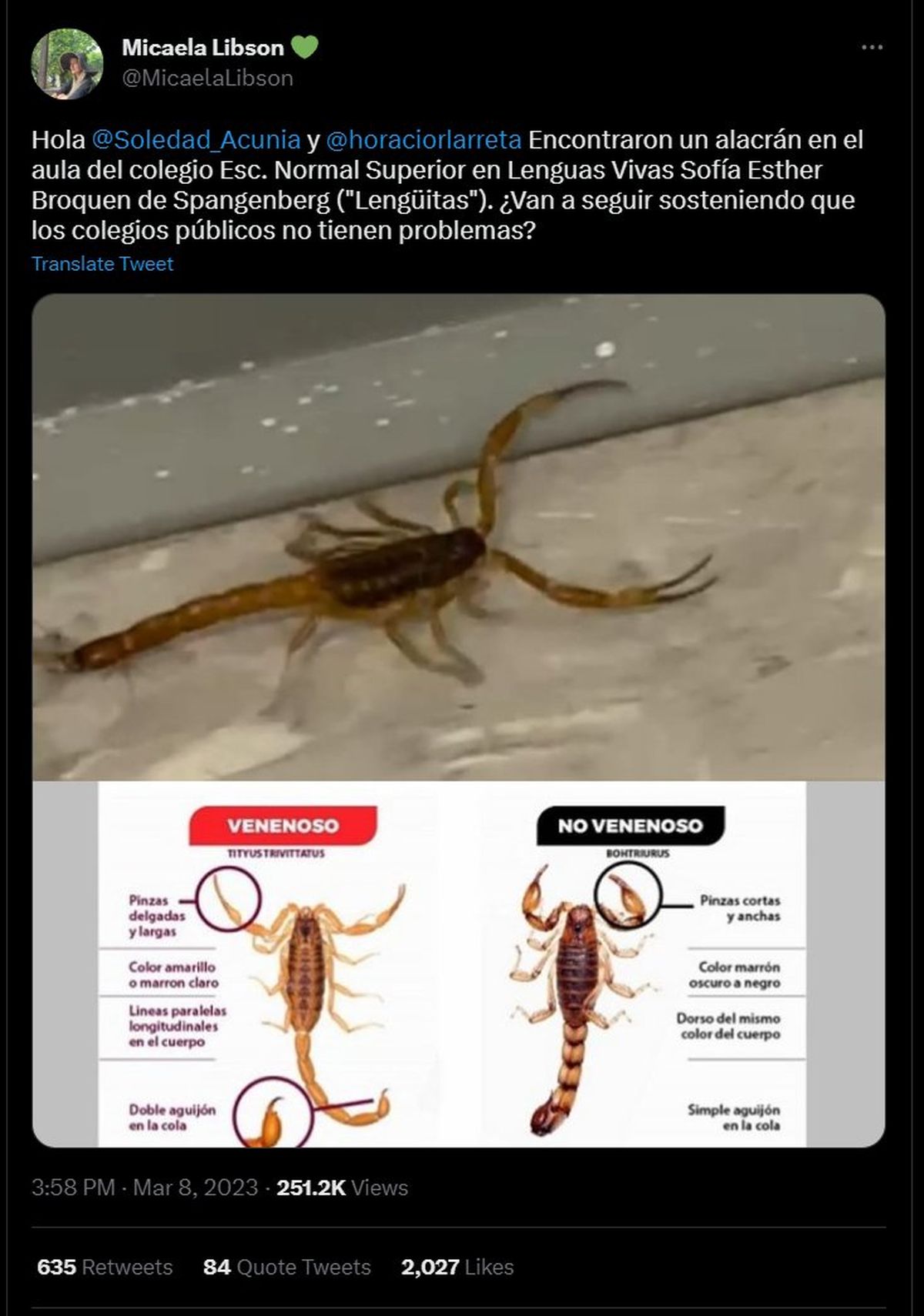 Alacranes en una escuela porteña: Qué hacer ante picadura