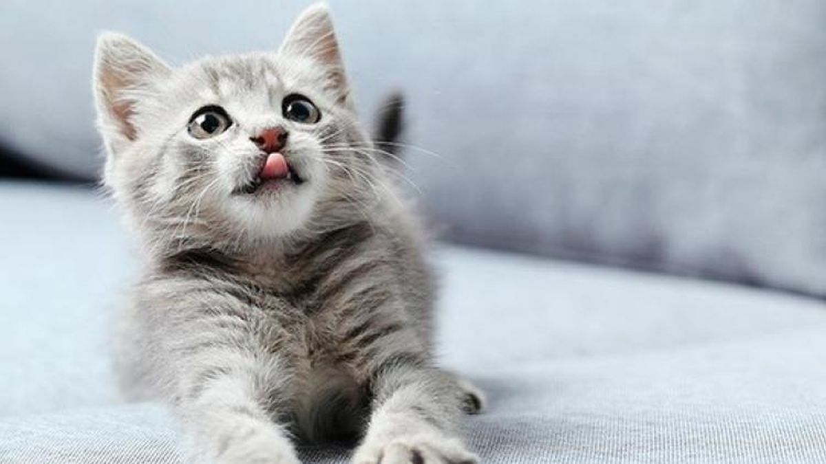 ¿Dónde está el gato? El desafío viral en Internet que pocos pueden resolver