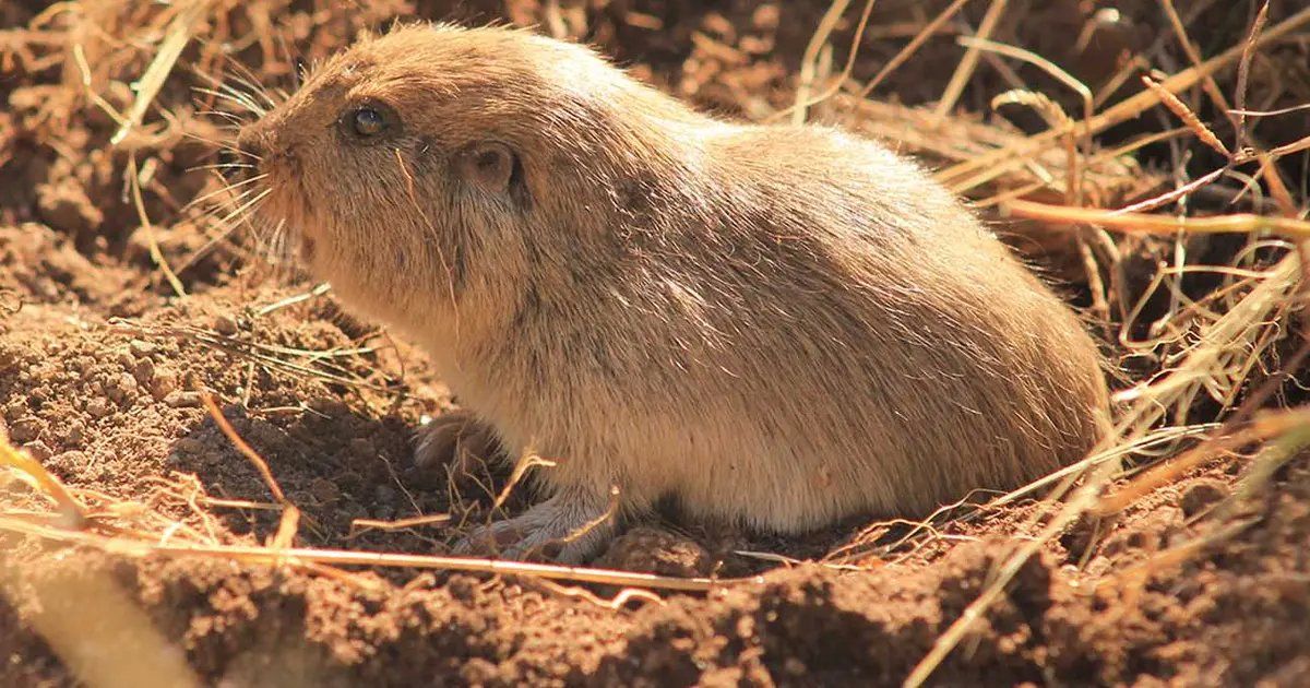 Córdoba presenta al Tuco-Tuco, un roedor único en el mundo