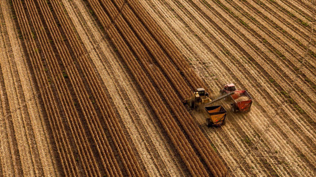 Agrality y Rizobacter reciben contundente correción a la baja de FIX