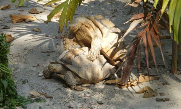 Para explorar: La posición de la tortuga