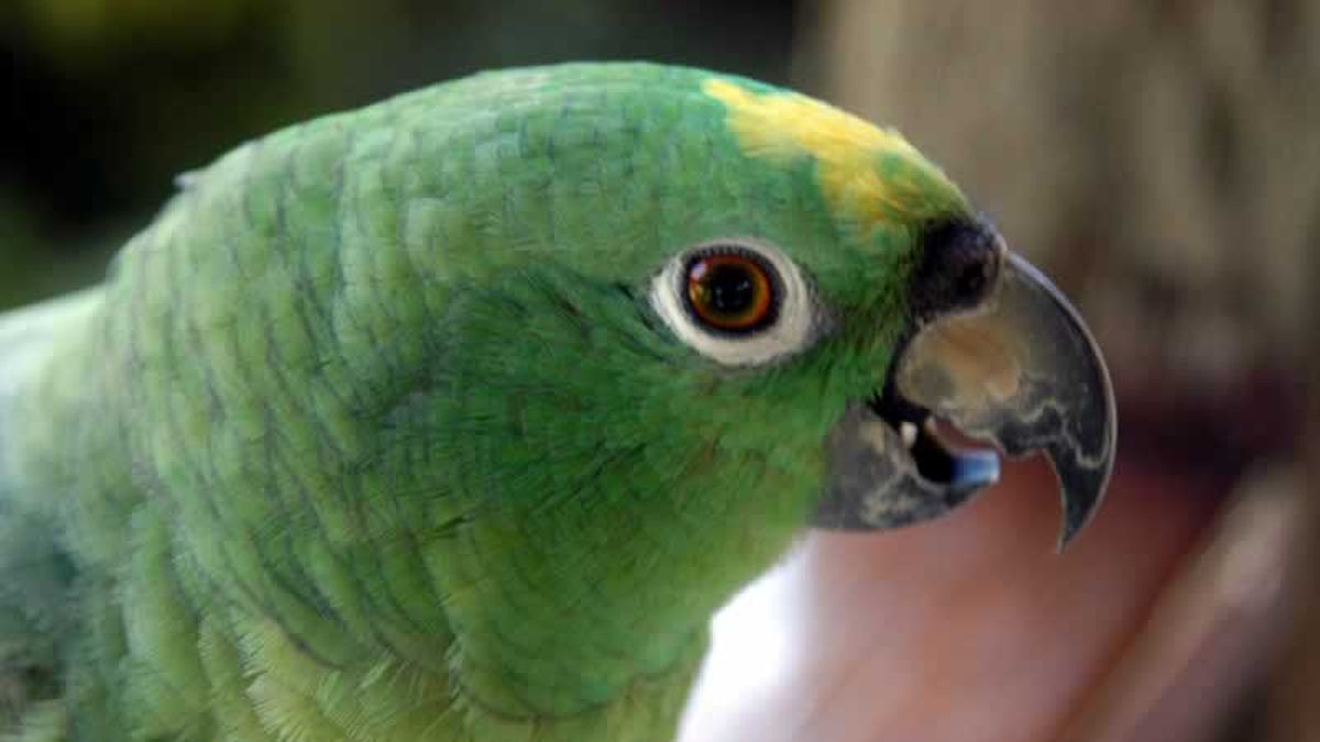 Un loro ladriprogre