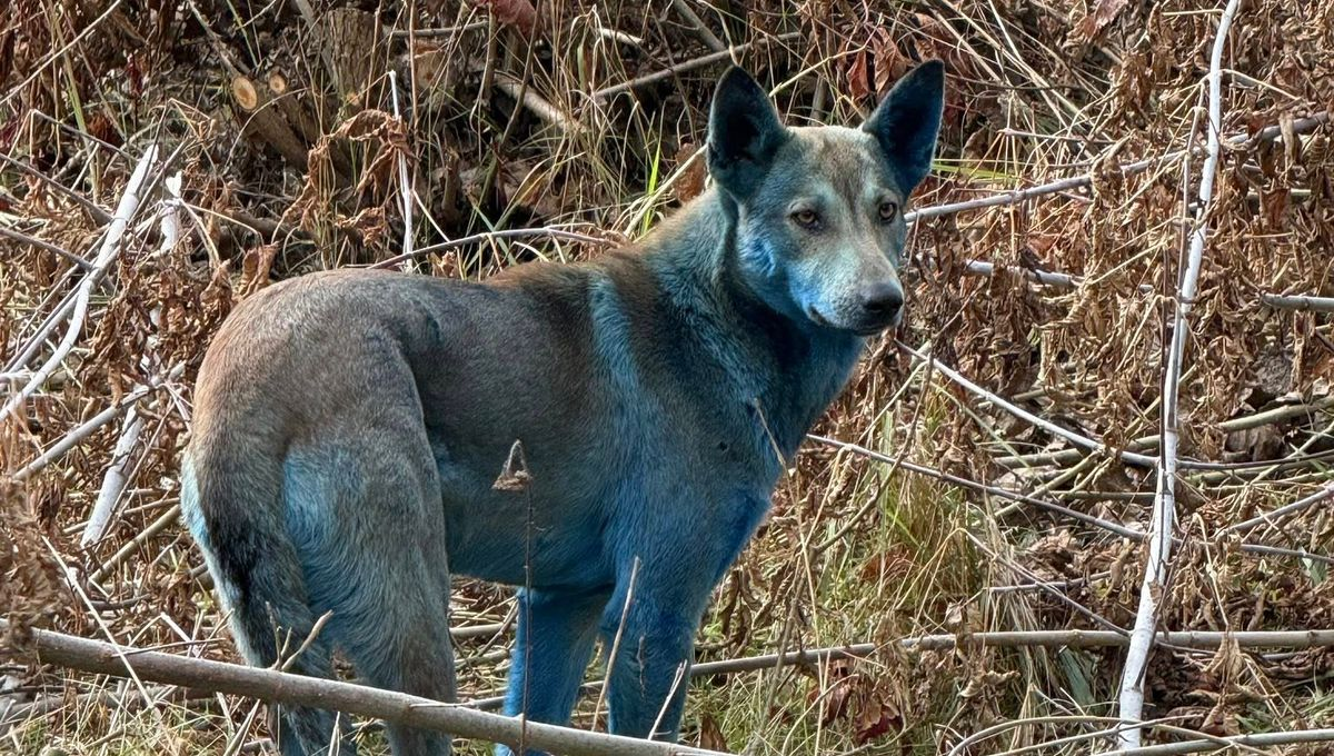 Aparecieron perros con pelaje azul en Chernobyl y nadie puede explicarlo