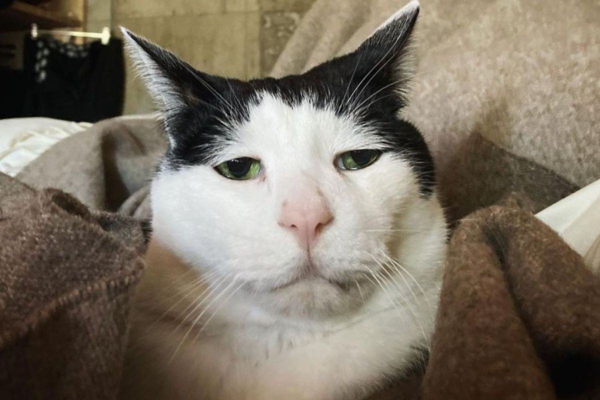 El gato más grande y el más triste: Furor de Instagram