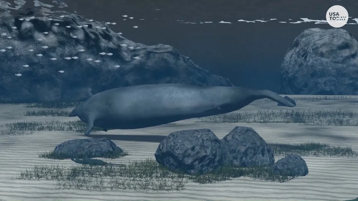 Ciencia: Hallazgo histórico del animal más pesado de mundo