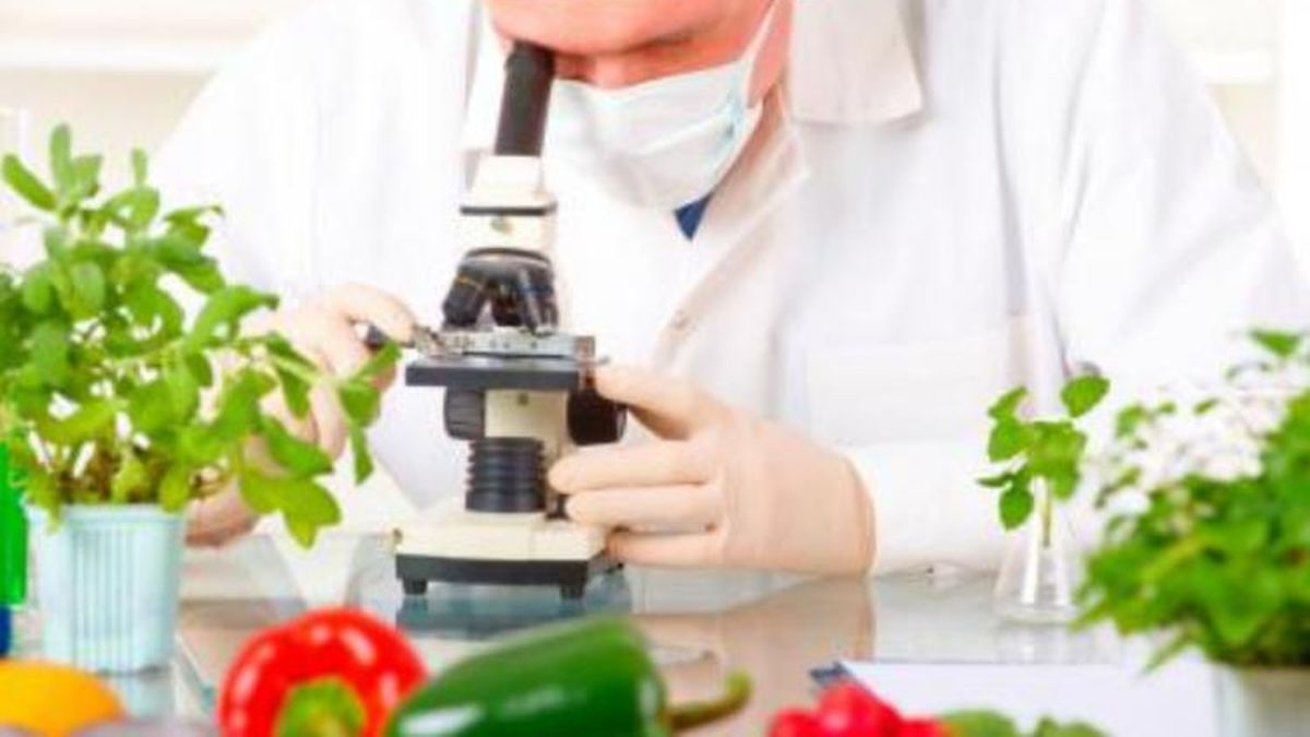 Lo que debes saber sobre los alimentos transgénicos