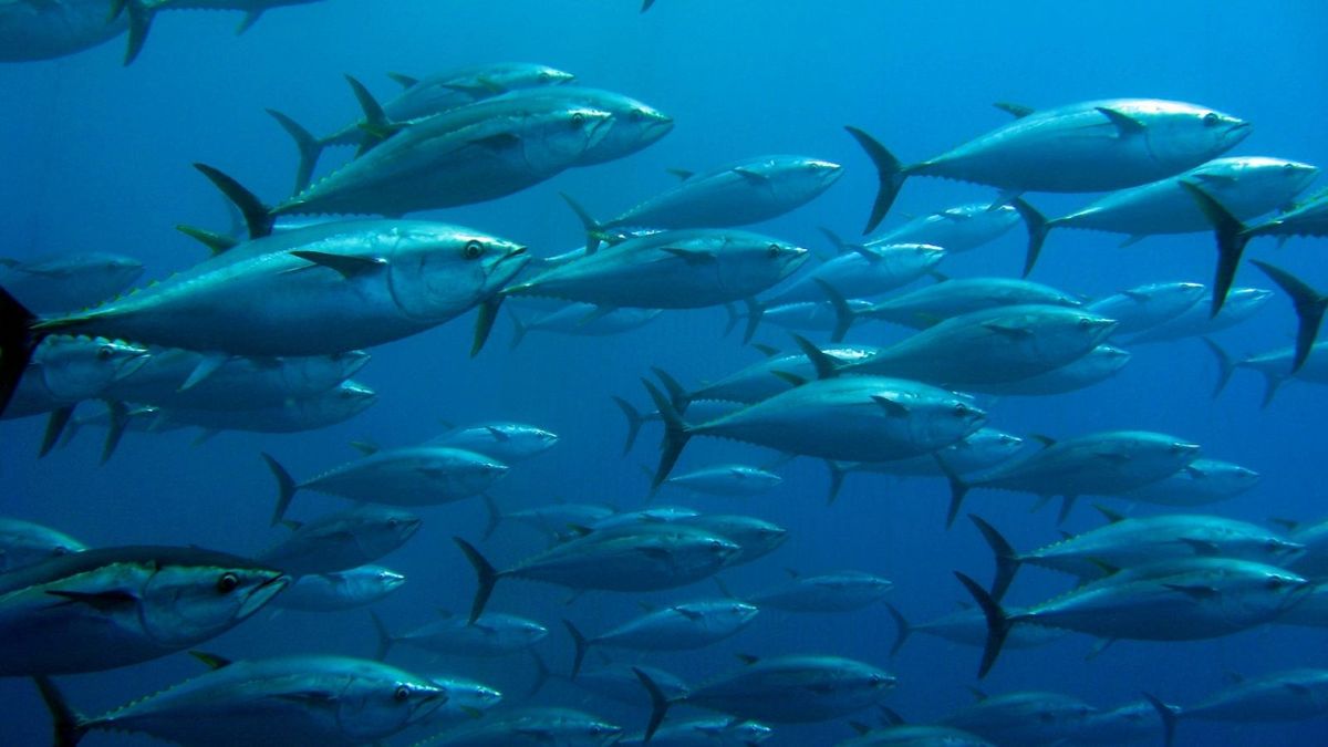 Día Mundial del Atún: Un alimento en peligro por su valor nutricional