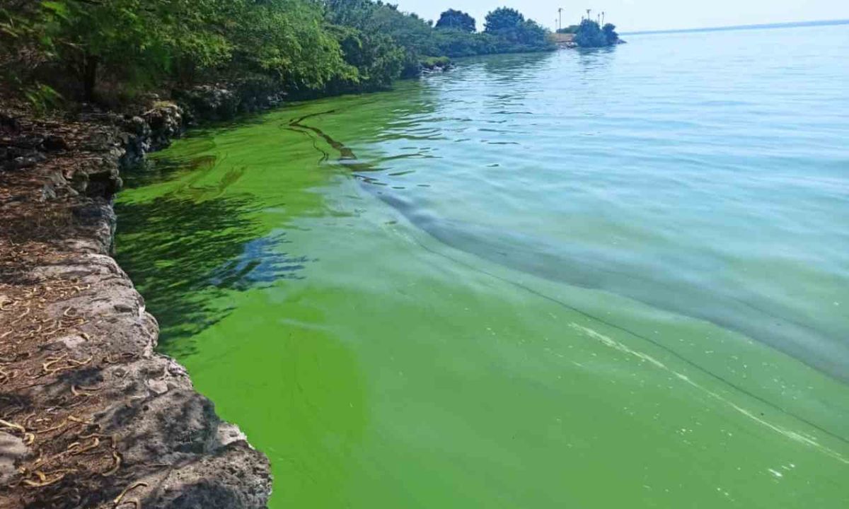 La bacteria que invade un lago de Venezuela y causa alarma