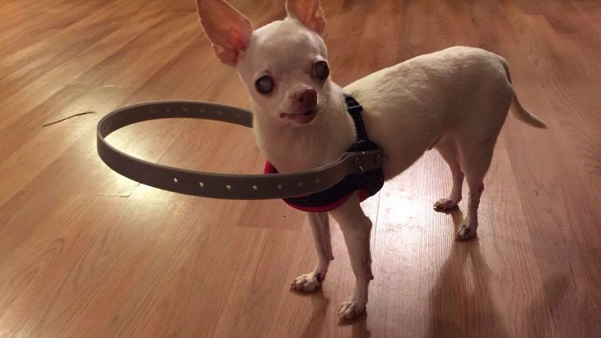 Buddy, el perro que devuelve la fe en la humanidad