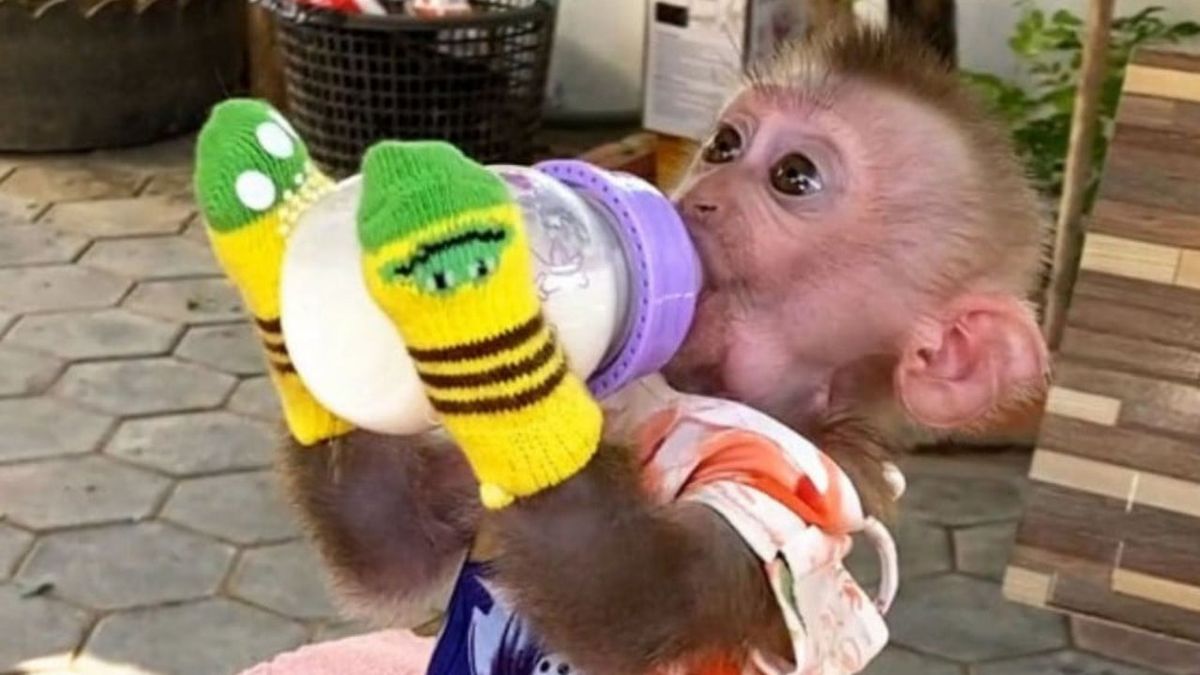 El lado oscuro de los memes de monos y la crueldad detrás de las risas