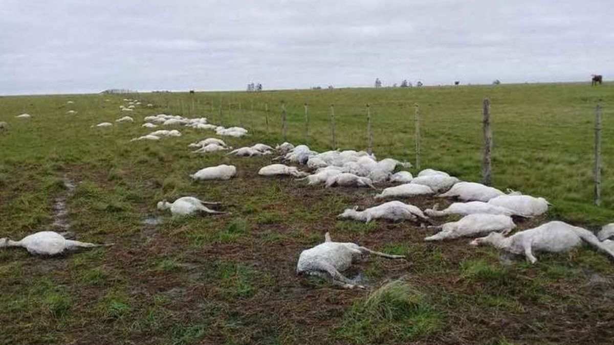Corrientes: Esquilaron a 3.500 ovejas y murieron a los pocos días